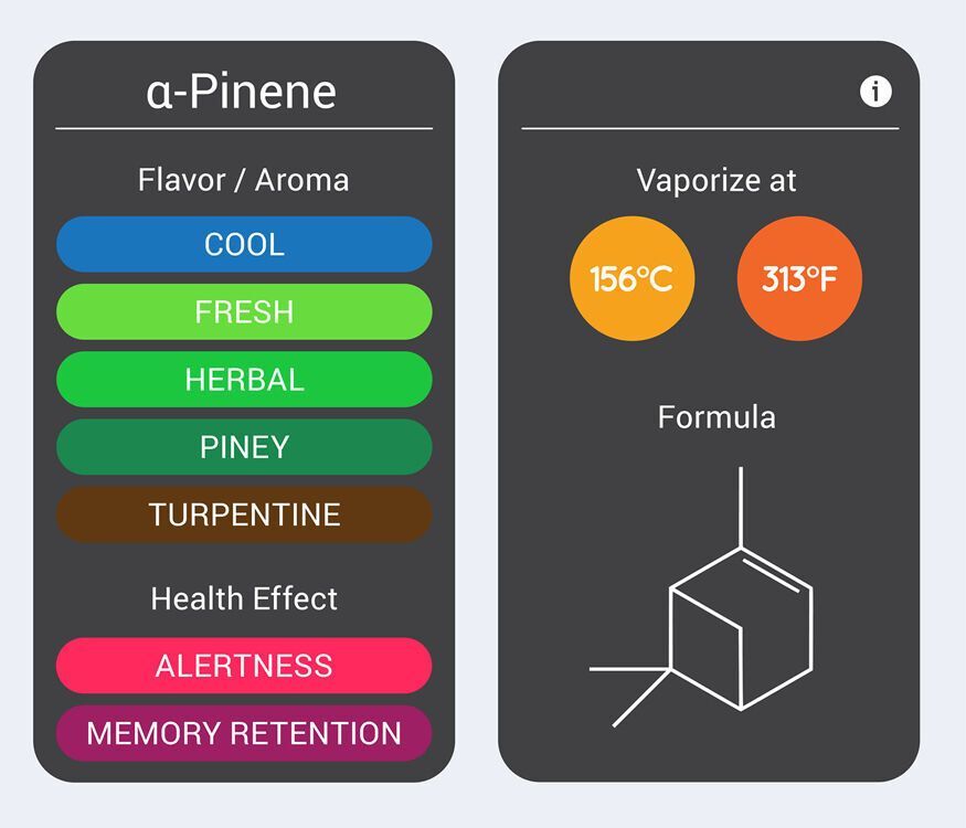 α-pinene, caratteristiche e proprietà terapeutiche - CLINN