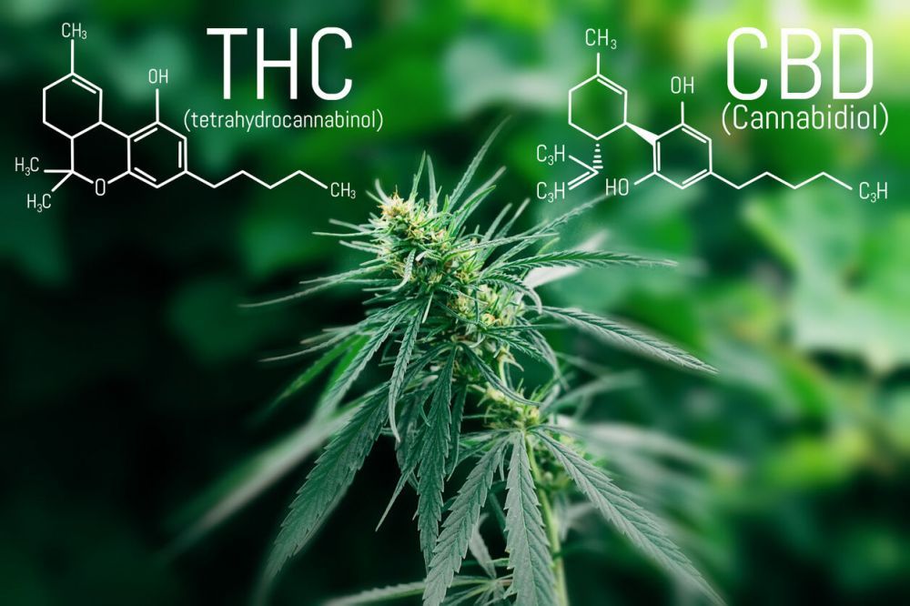 Effetti sinergici dei cannabinoidi, le combinazioni migliori